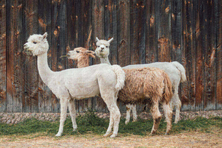 4 Principales Beneficios de la Alpaca